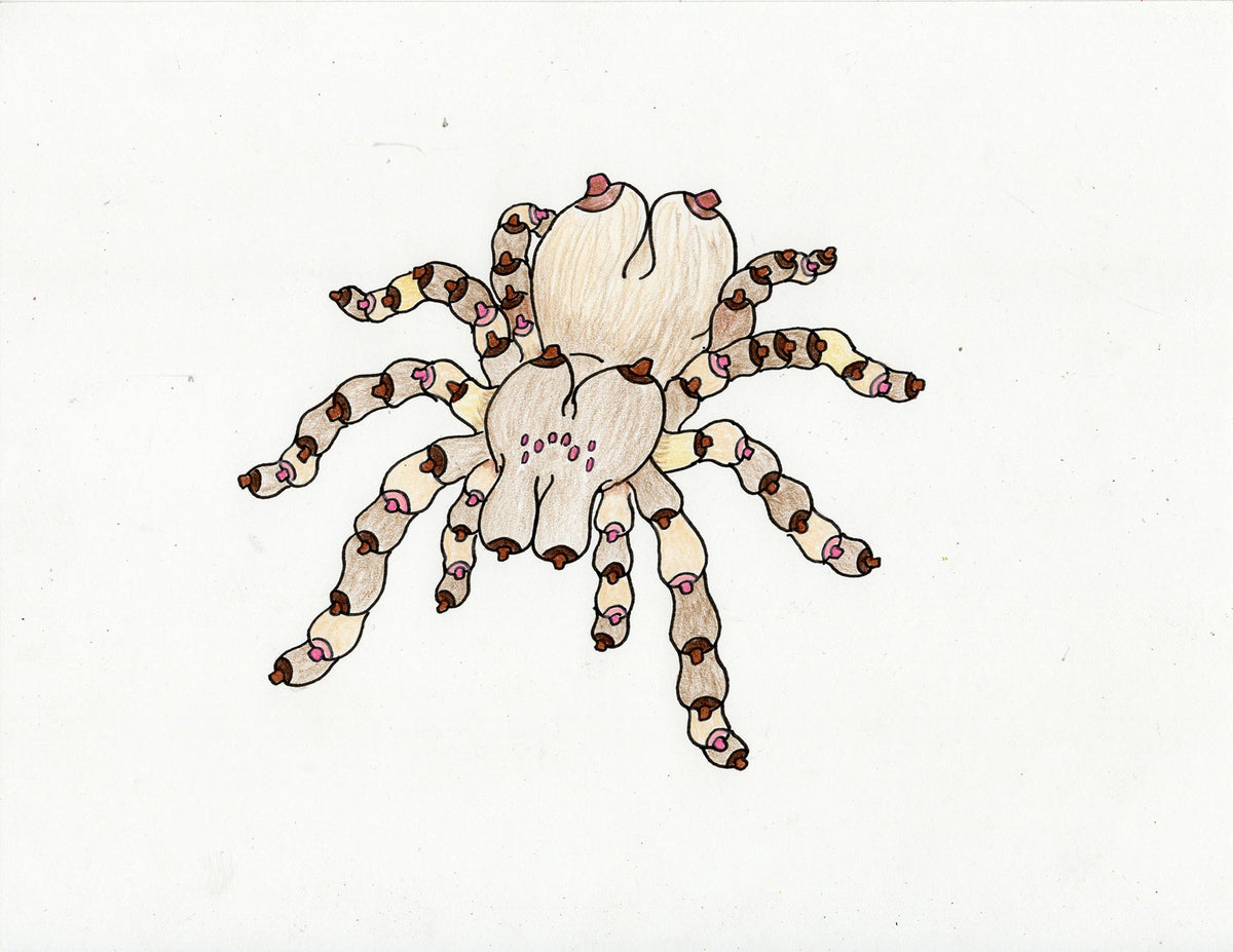 TITANTULAS (2 ORIGINAL DRAWINGS) – POROUS WALKER